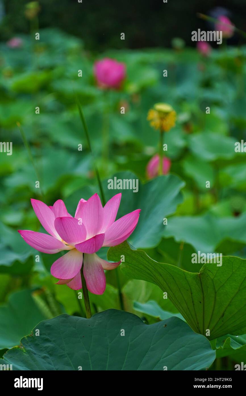 Vertical closeup of a pink lotus flower surrounded with lotus leaves ...