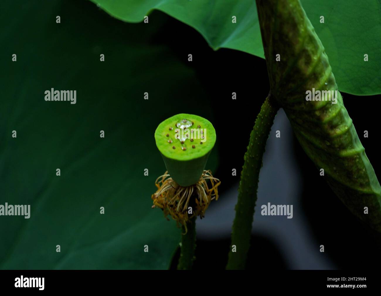 Closeup shot of the stem of a lotus Stock Photo - Alamy