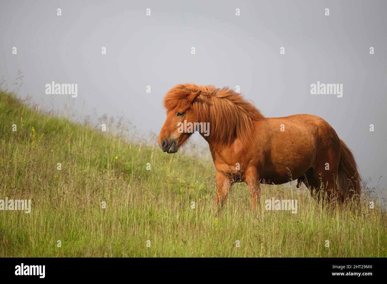 Islandpferd / Icelandic horse / Equus ferus caballus Stock Photo - Alamy