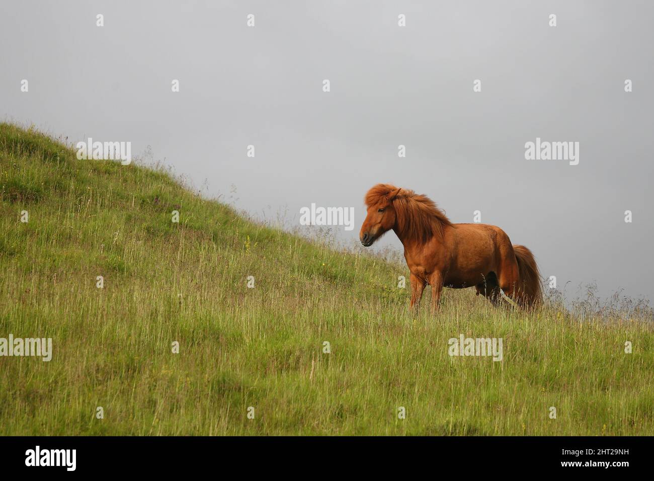 Islandpferd / Icelandic horse / Equus ferus caballus Stock Photo - Alamy