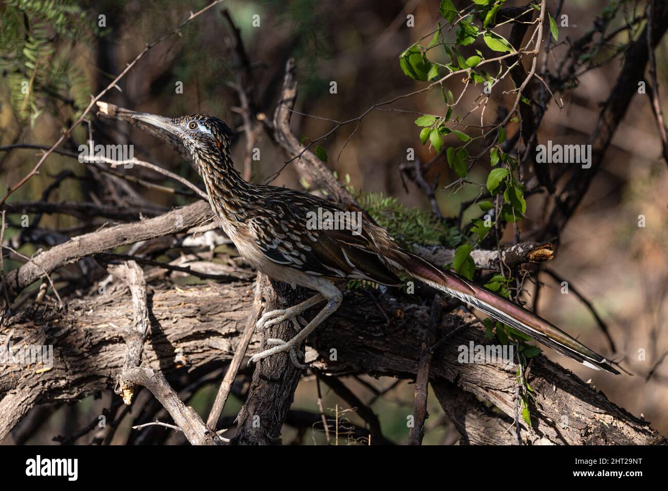 Roadrunner at big bend national park hi-res stock photography and ...