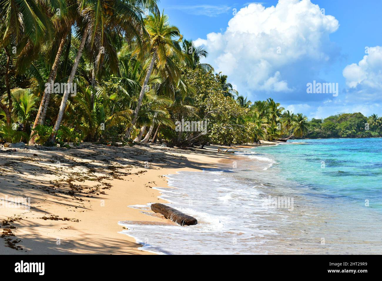 Wild tropical beach with coconut trees and other vegetation, white sand ...