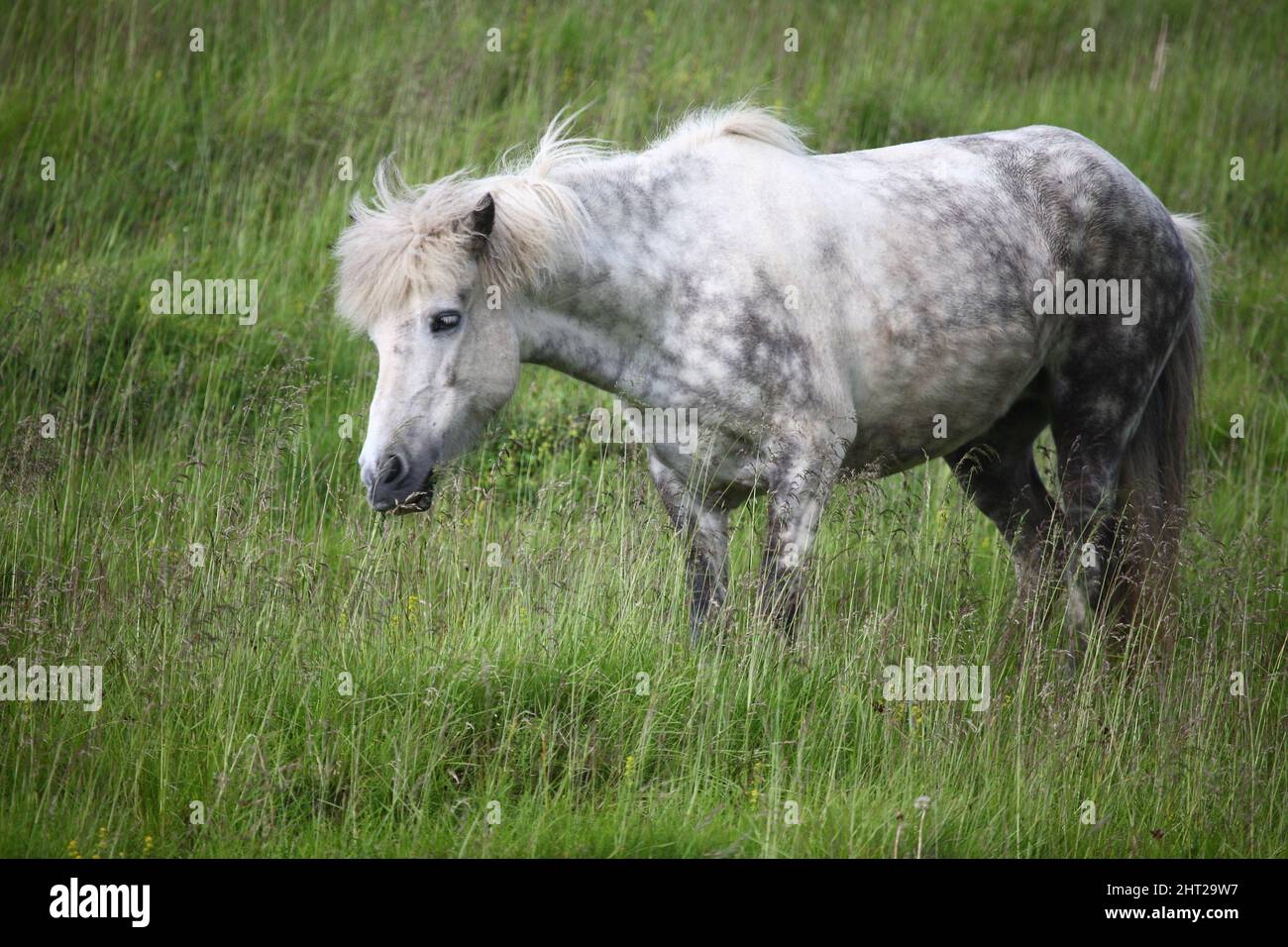 Islandpferd / Icelandic horse / Equus ferus caballus Stock Photo - Alamy