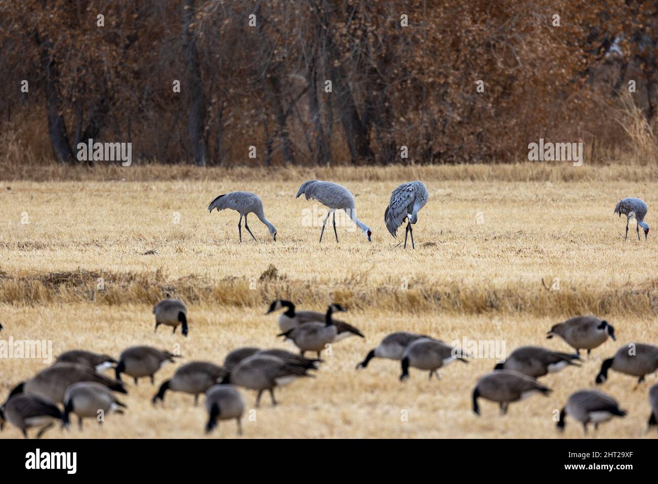 Photo of gray crane birds eating food in a field Stock Photo - Alamy