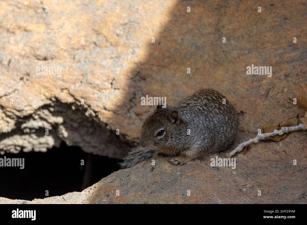 Photo of California ground squirrel Stock Photo - Alamy