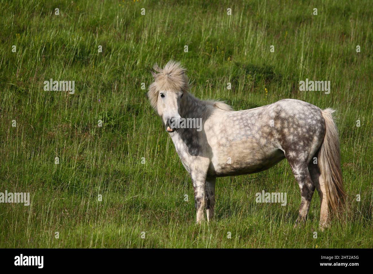 Islandpferd / Icelandic horse / Equus ferus caballus Stock Photo - Alamy