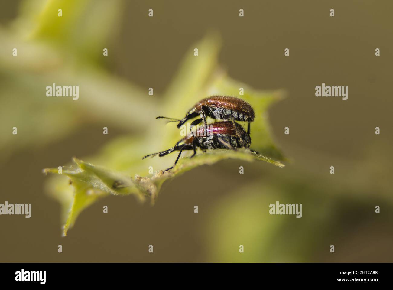 Two beetles mating hi-res stock photography and images - Alamy