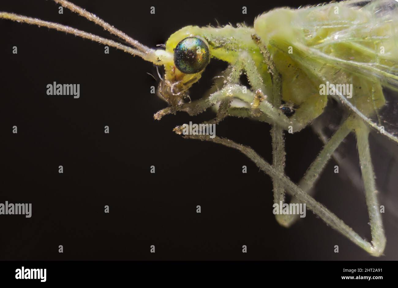 Lacewing wallpaper hi-res stock photography and images - Alamy