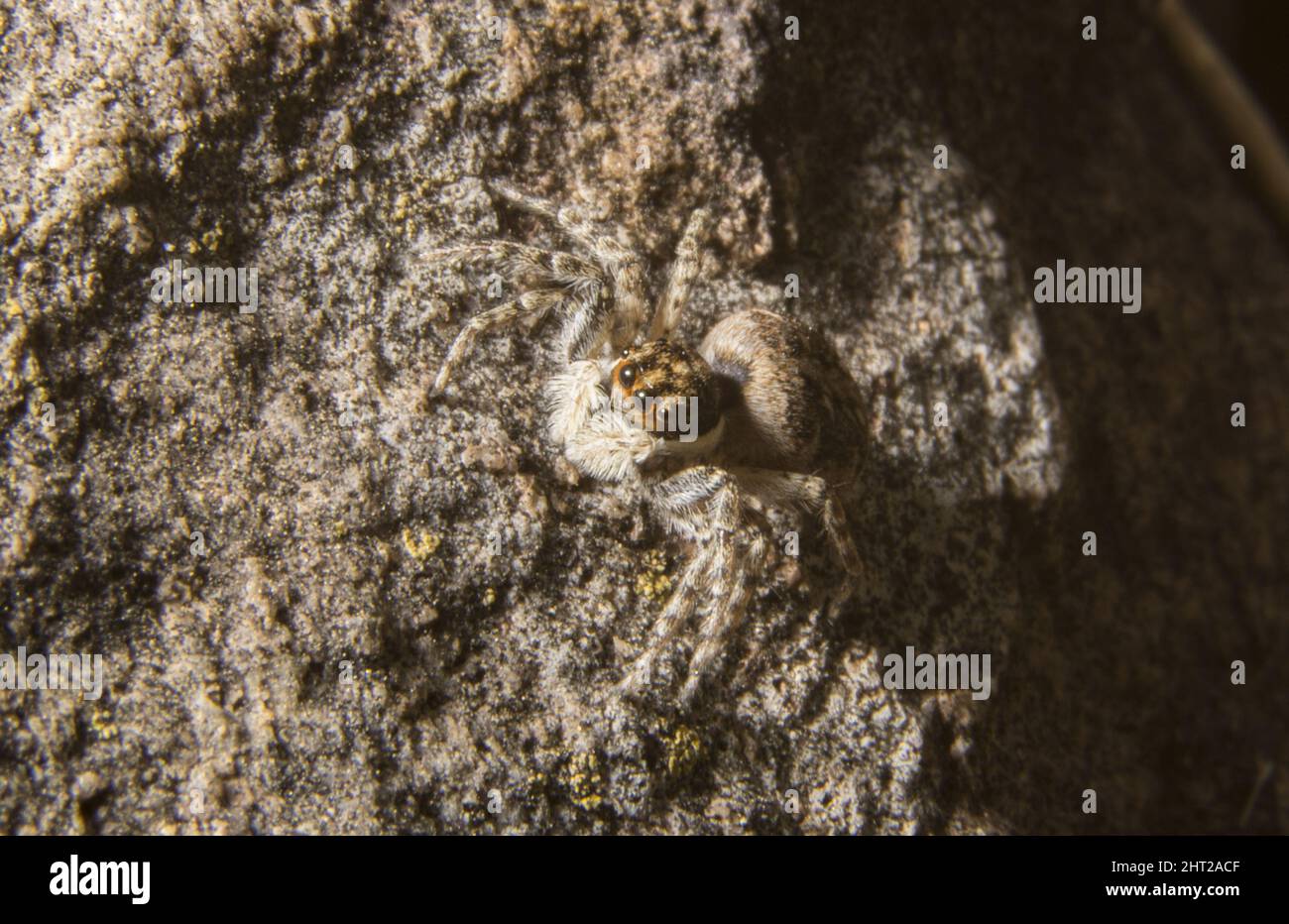 a tarantula on a rock Stock Photo - Alamy
