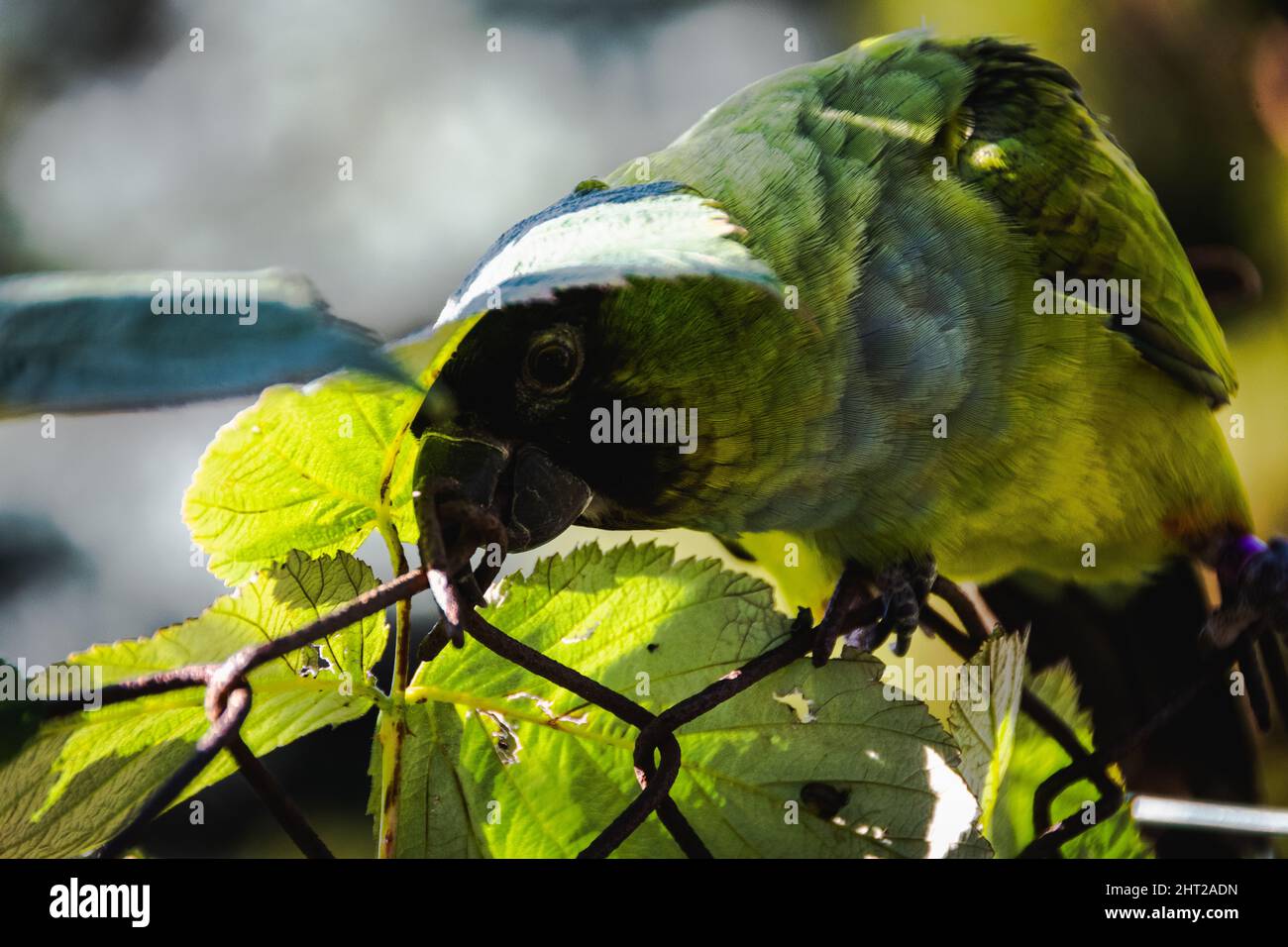 Closeup of a nanday parakeet biting the metal mesh Stock Photo - Alamy