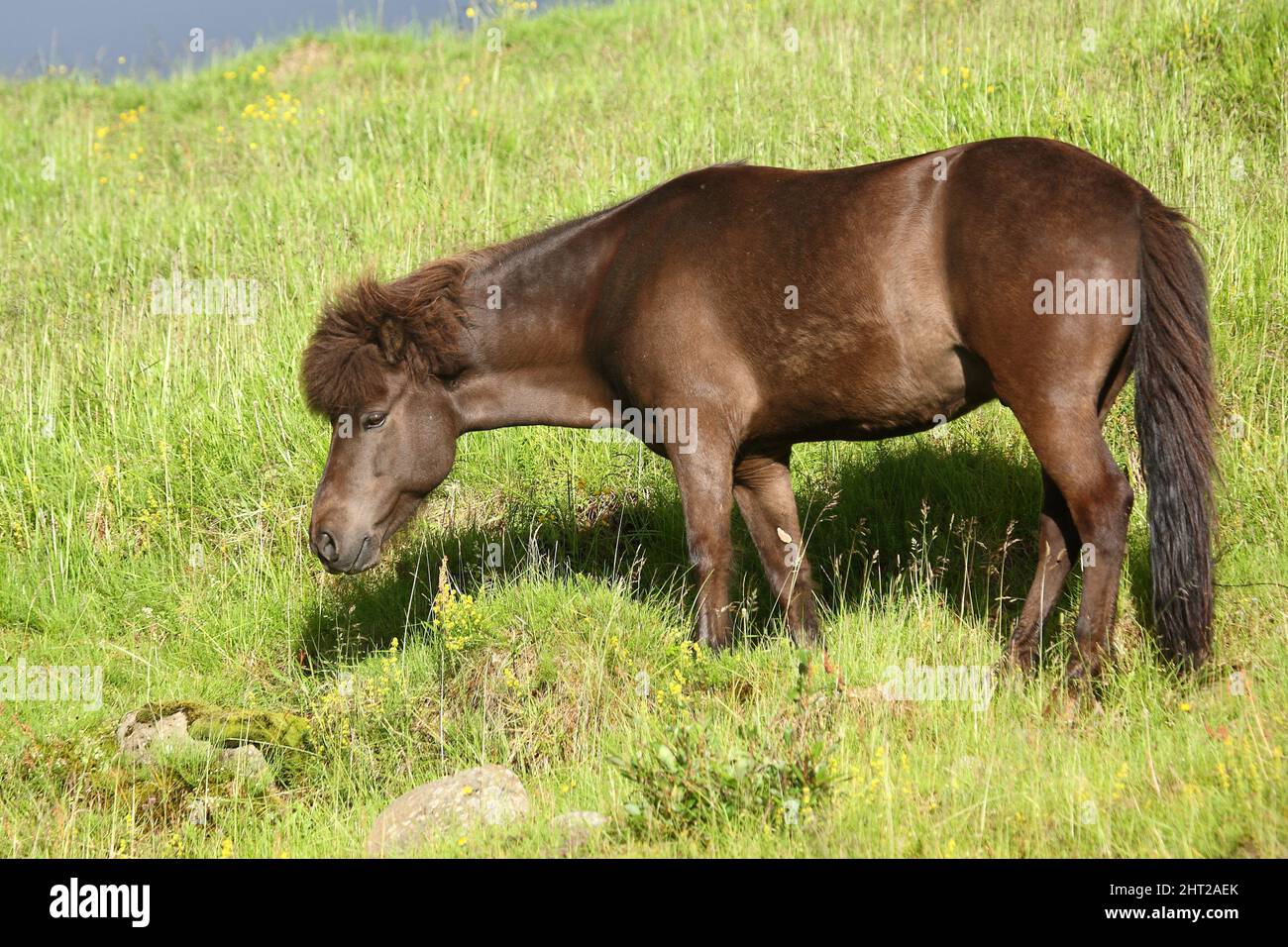 Islandpferd / Icelandic horse / Equus ferus caballus Stock Photo - Alamy