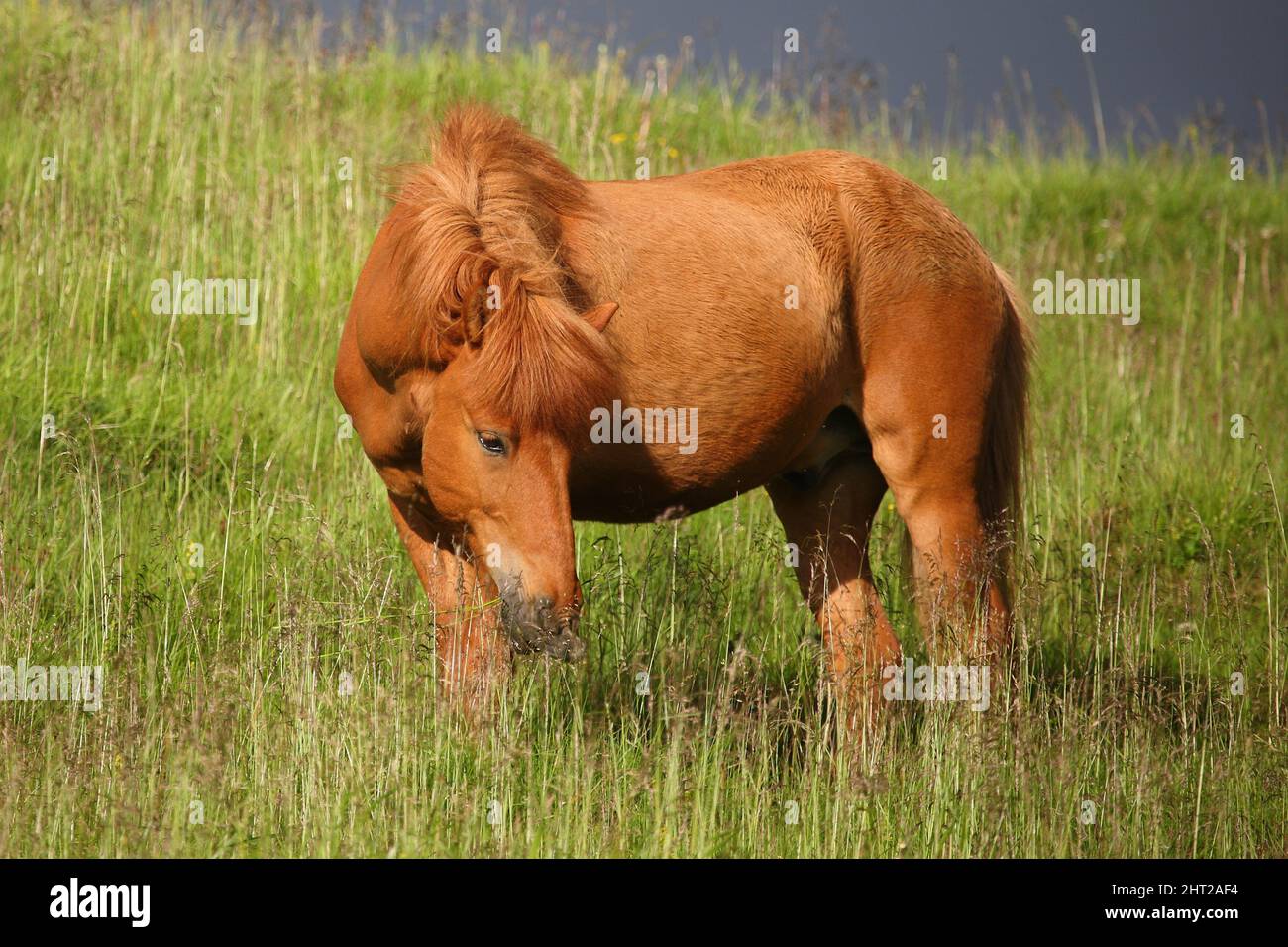 Islandpferd / Icelandic horse / Equus ferus caballus Stock Photo - Alamy