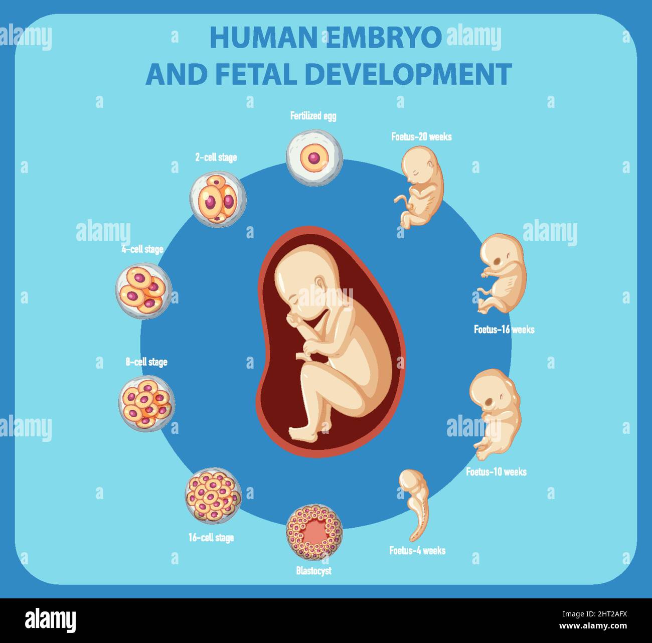 Human embryo and fetal development infographic illustration Stock Vector Image & Art - Alamy