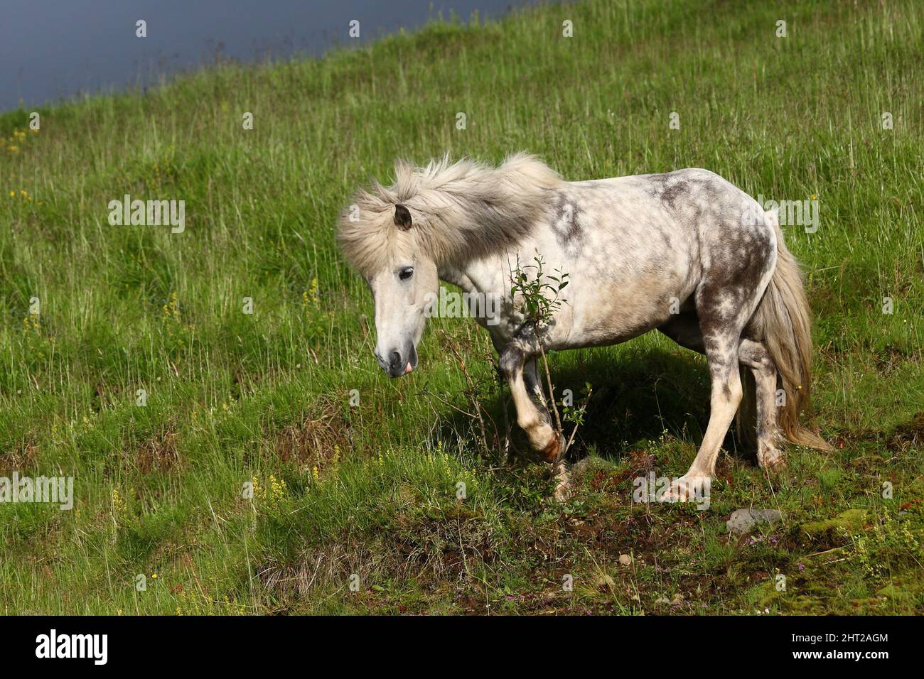 Islandpferd / Icelandic horse / Equus ferus caballus Stock Photo - Alamy