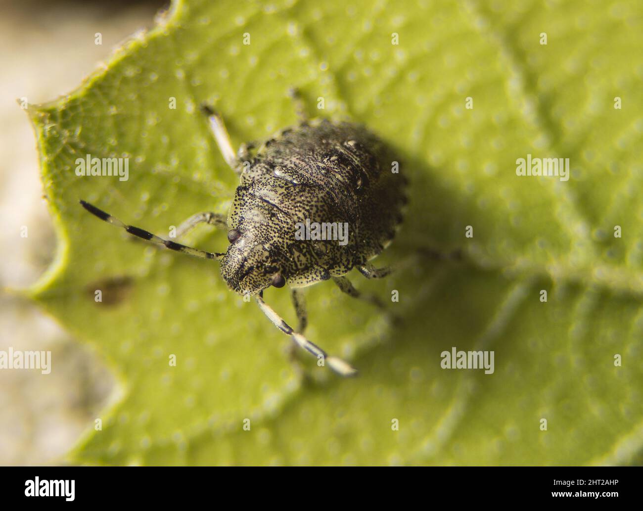 a stink bug on a gray leaf Stock Photo - Alamy