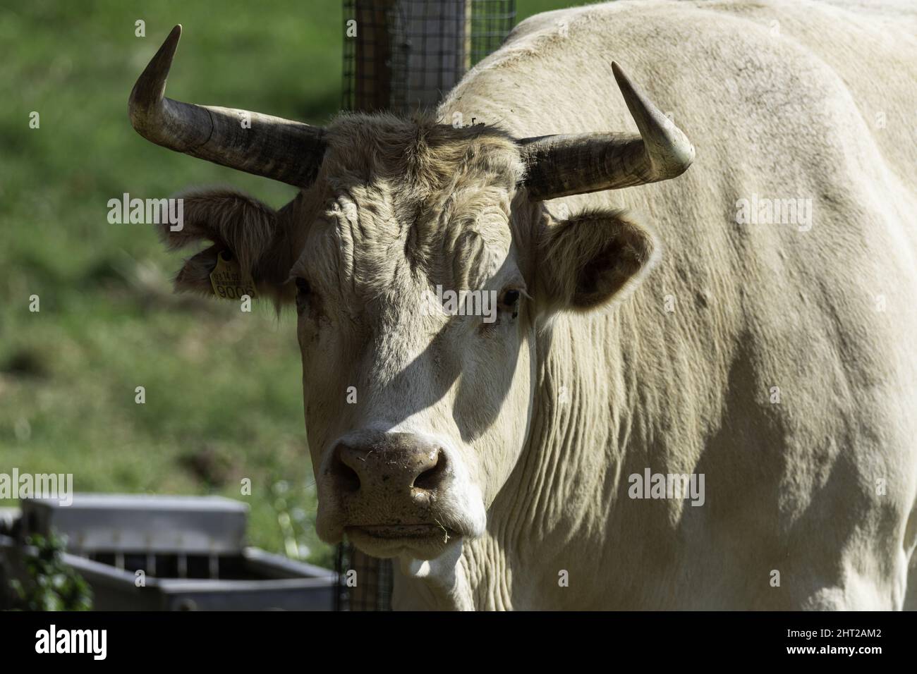 Shallow focus of a white cow Stock Photo - Alamy