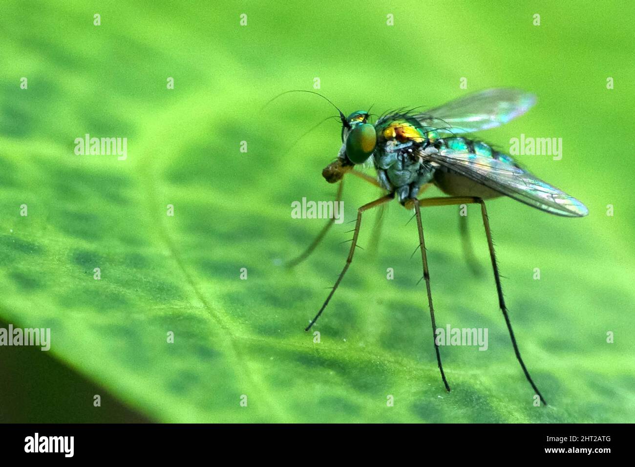 Dolichopodidae hi-res stock photography and images - Alamy