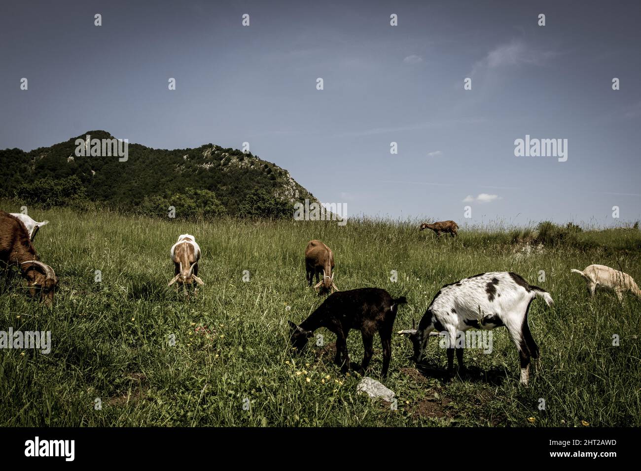 goats on a green landscape under a blue sky Stock Photo - Alamy