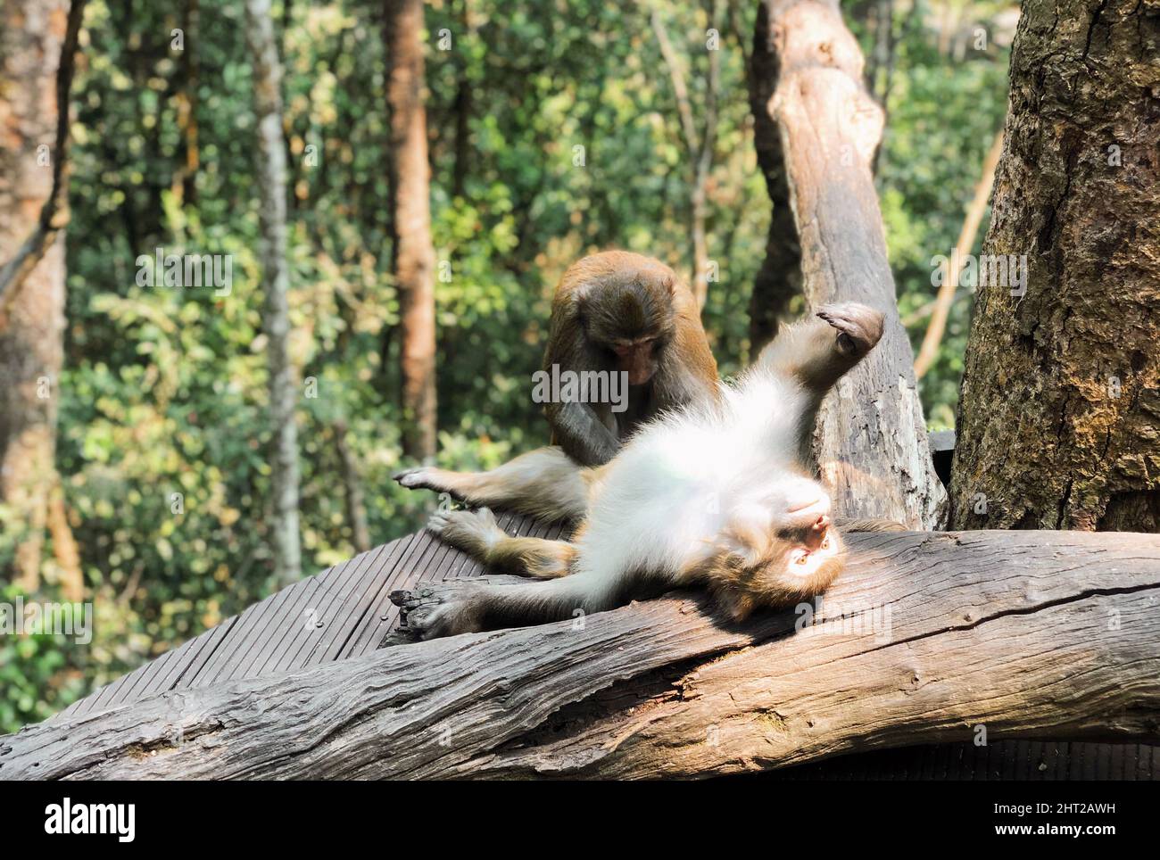 Monkeys playing around in the jungle Stock Photo - Alamy