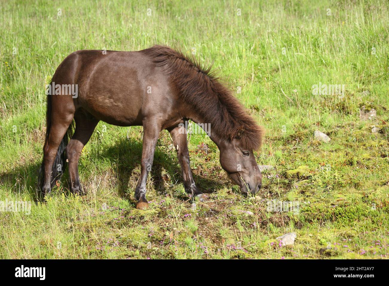Islandpferd / Icelandic horse / Equus ferus caballus Stock Photo - Alamy