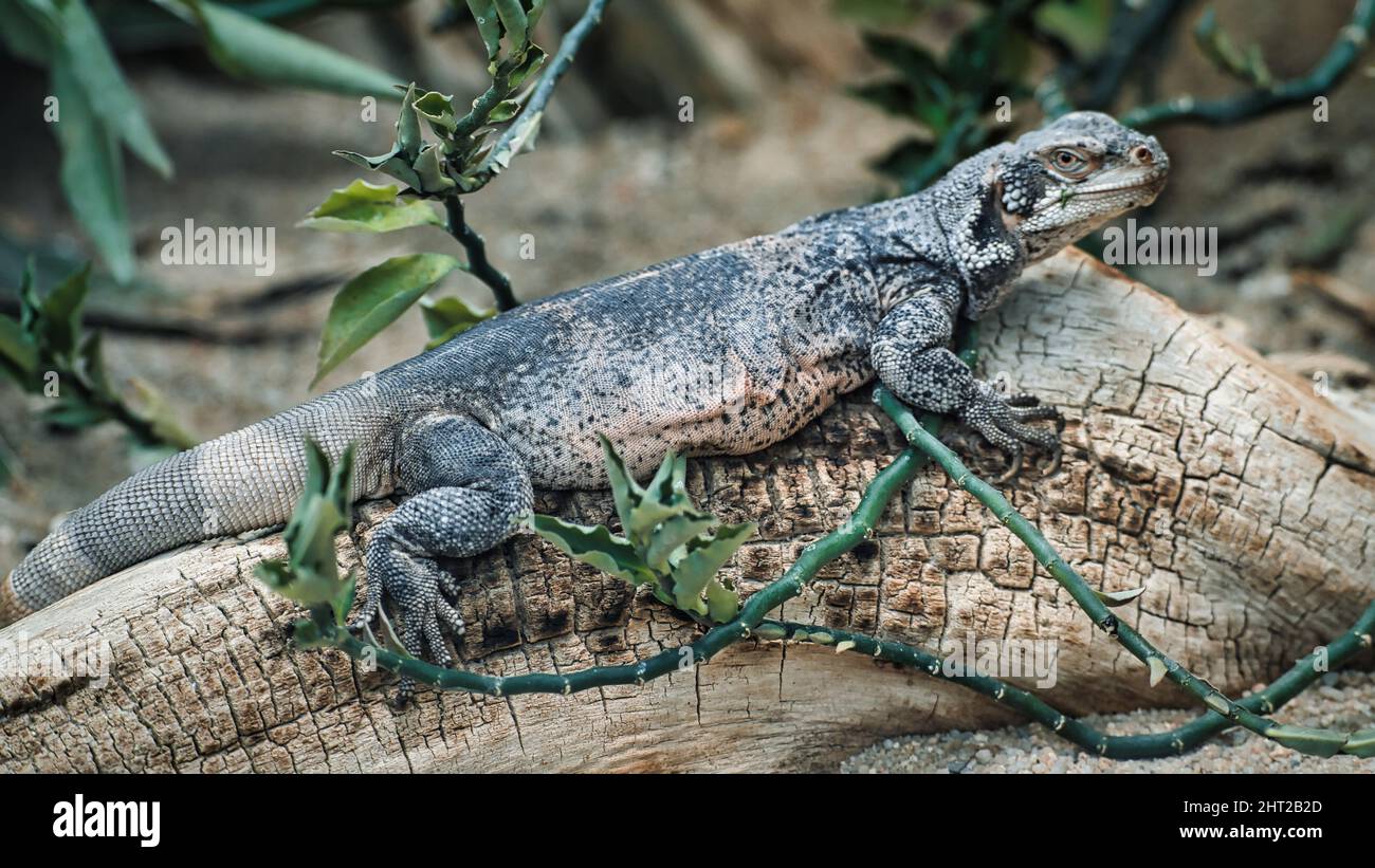 Closeup picture of a lizard in nature with a blurred background of ...