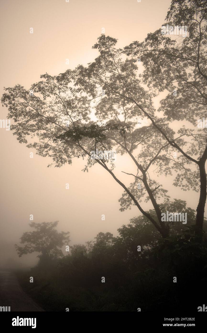 Tropical tree in the fog, silhouette of a tree and shrubs in a humid ...