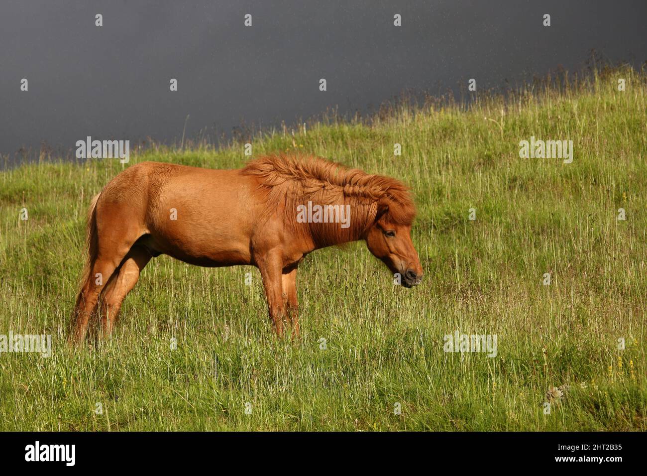 Islandpferd / Icelandic horse / Equus ferus caballus Stock Photo - Alamy
