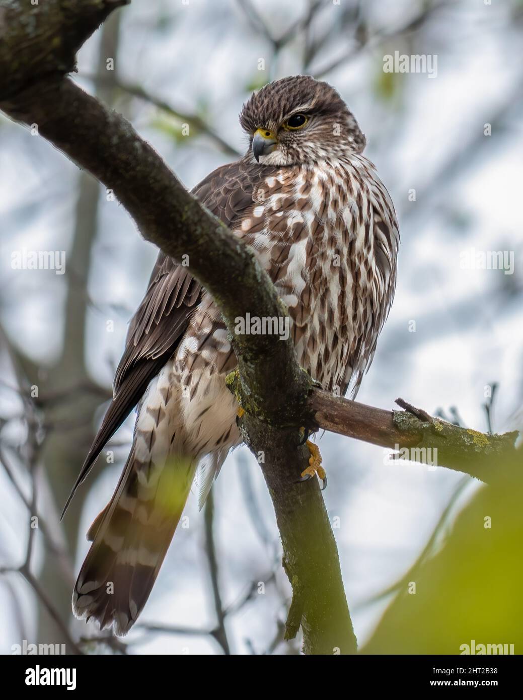 A perched merlin falcon Stock Photo - Alamy