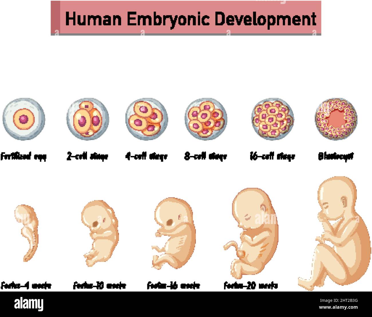 Human embryonic development in human infographic illustration Stock ... Human embryonic development in human infographic illustration Stock ...