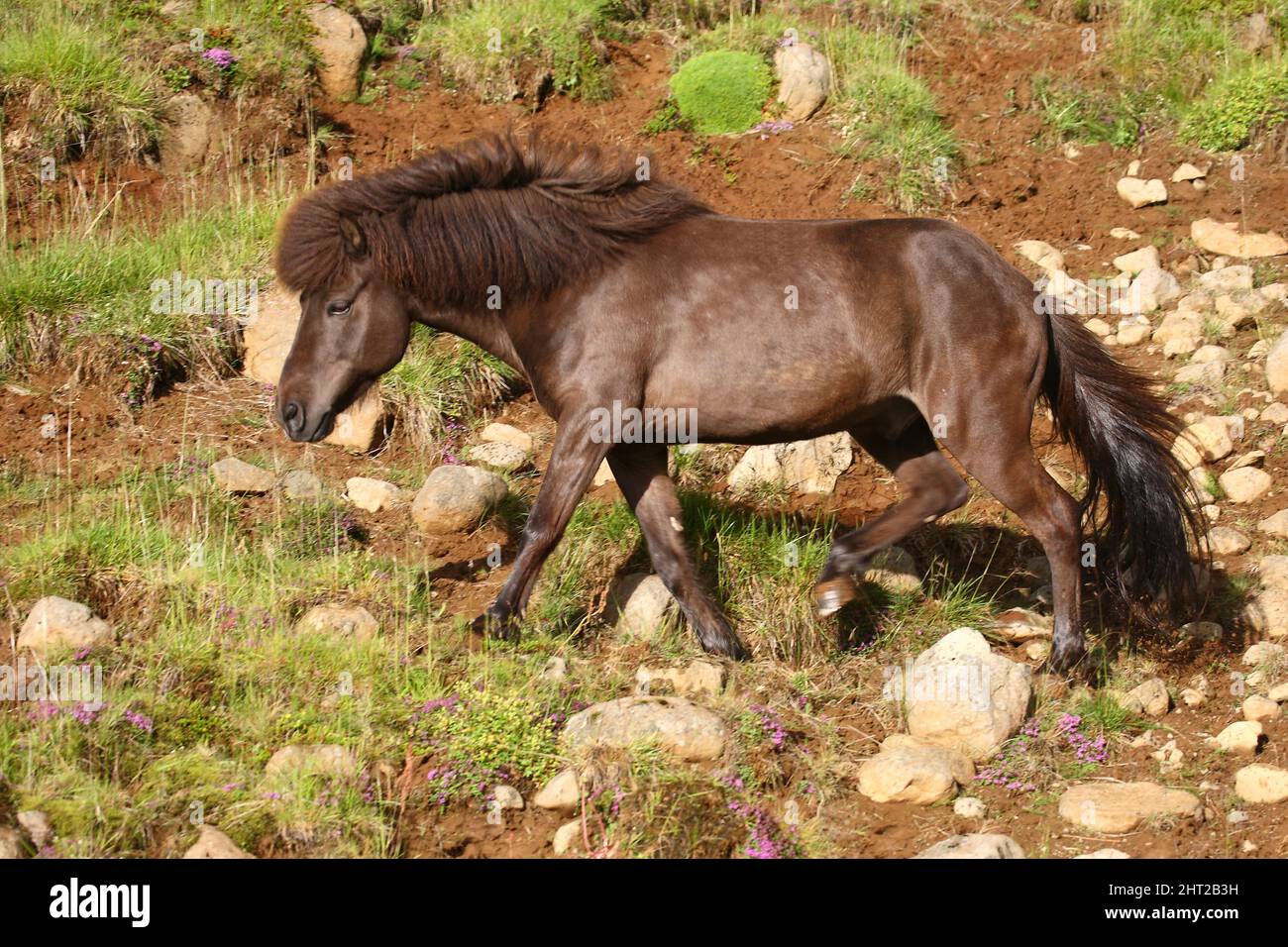 Islandpferd / Icelandic horse / Equus ferus caballus Stock Photo - Alamy
