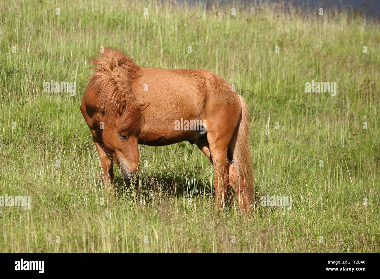 Islandpferd / Icelandic horse / Equus ferus caballus Stock Photo - Alamy
