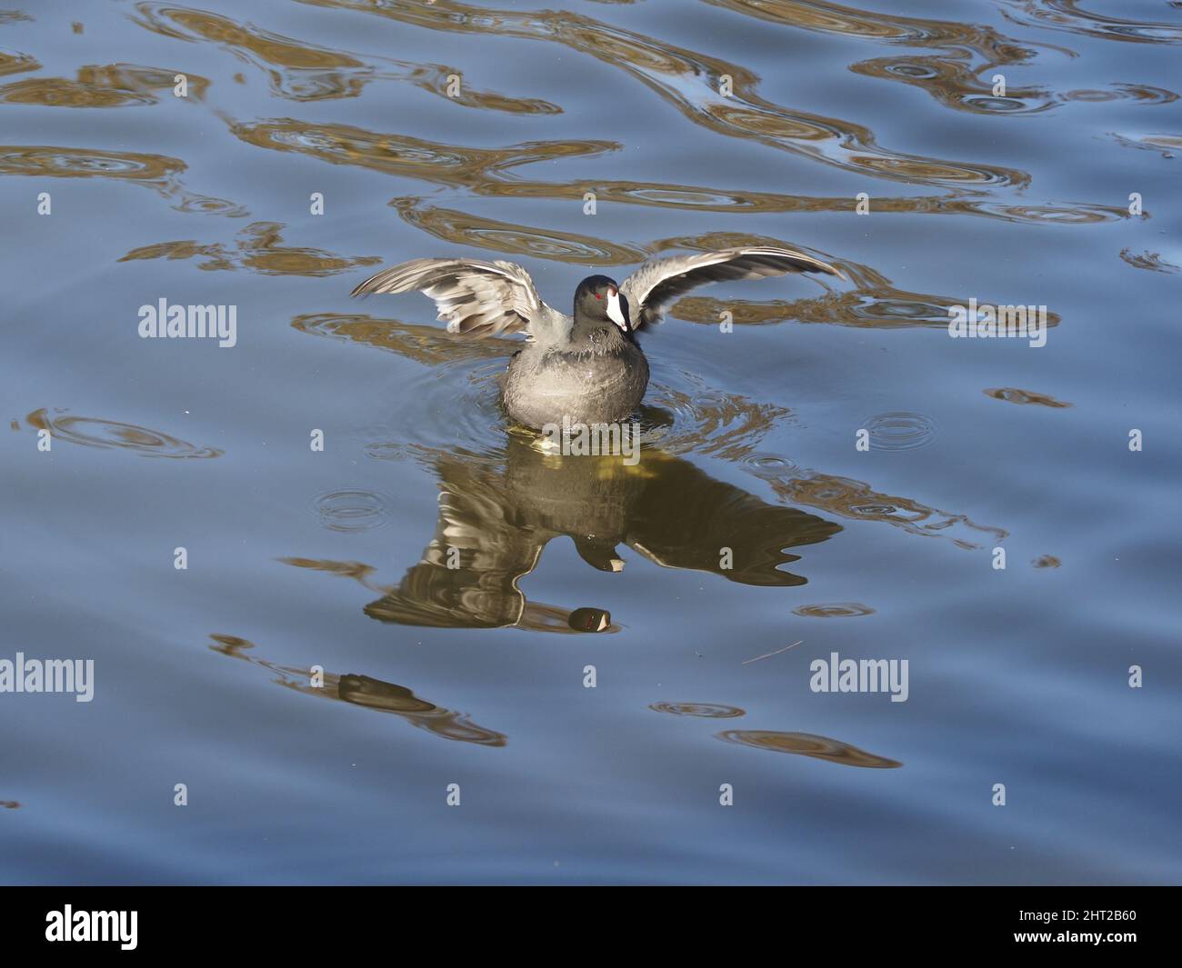 Duck on water surface Stock Photo - Alamy