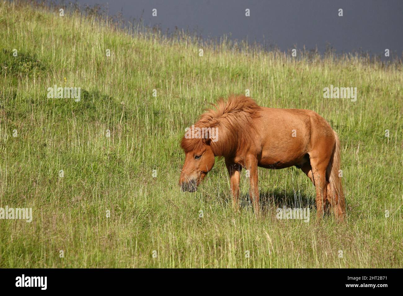 Islandpferd / Icelandic horse / Equus ferus caballus Stock Photo - Alamy
