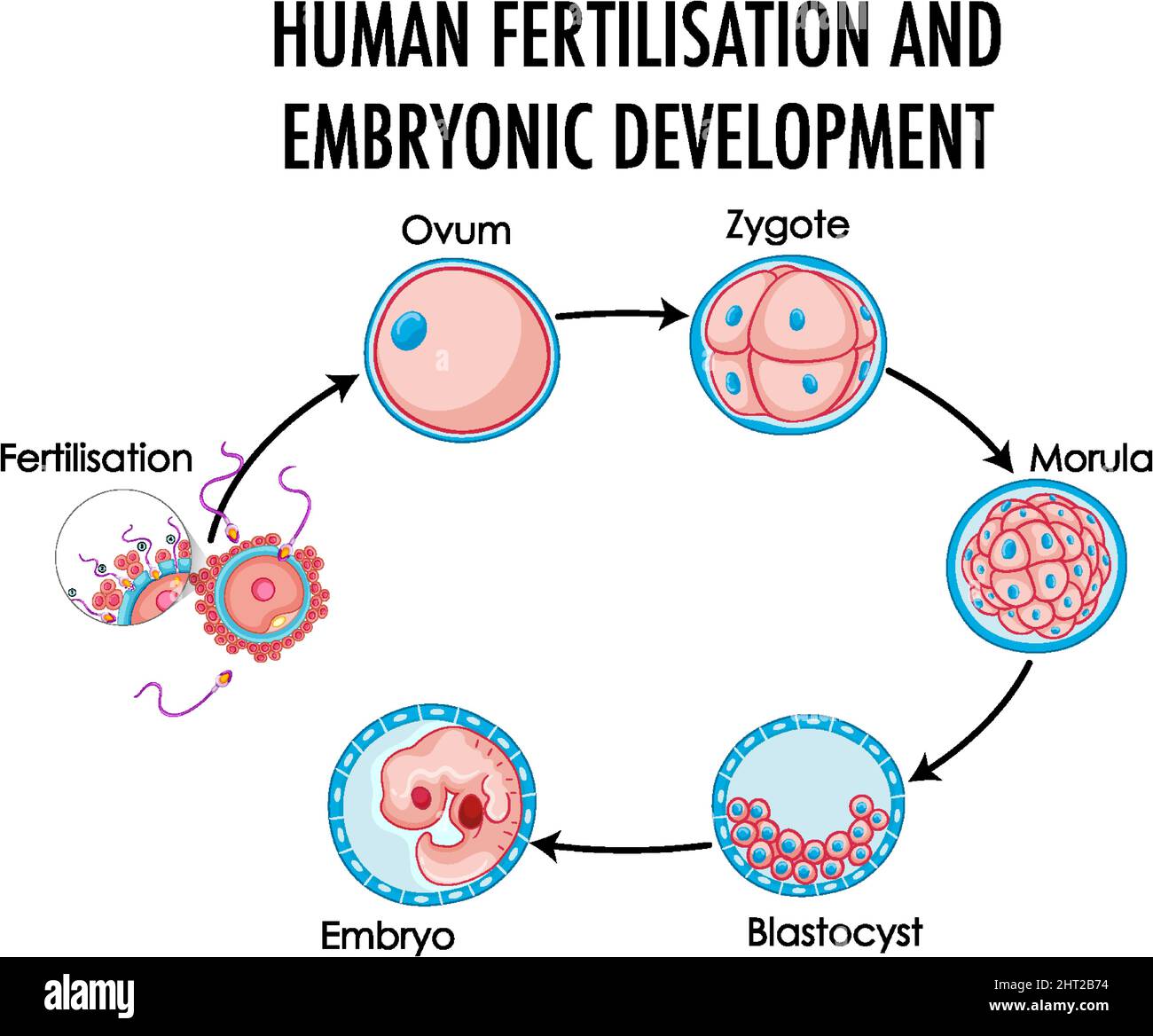 Human fertilisation and embryonic development in human infographic ...