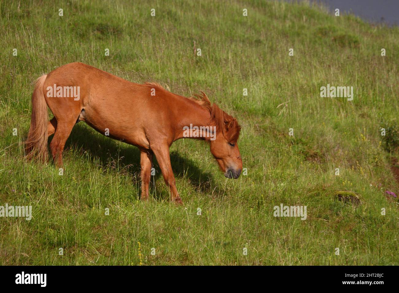 Islandpferd / Icelandic horse / Equus ferus caballus Stock Photo - Alamy