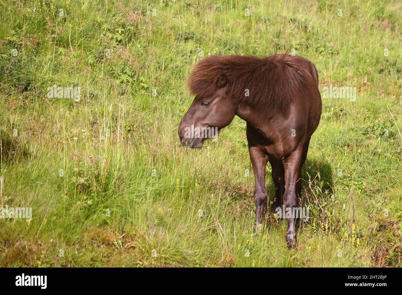 Islandpferd / Icelandic horse / Equus ferus caballus Stock Photo - Alamy