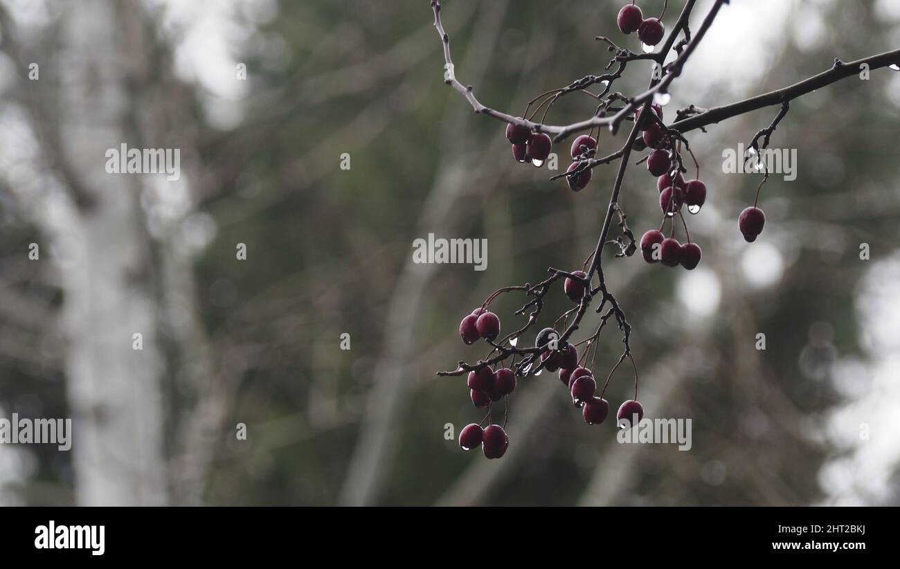 Red berry branches after rain Stock Photo - Alamy