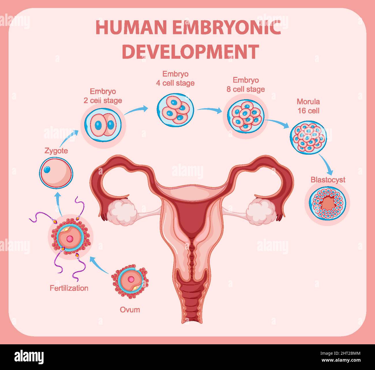 Human embryonic development in human infographic illustration Stock ...