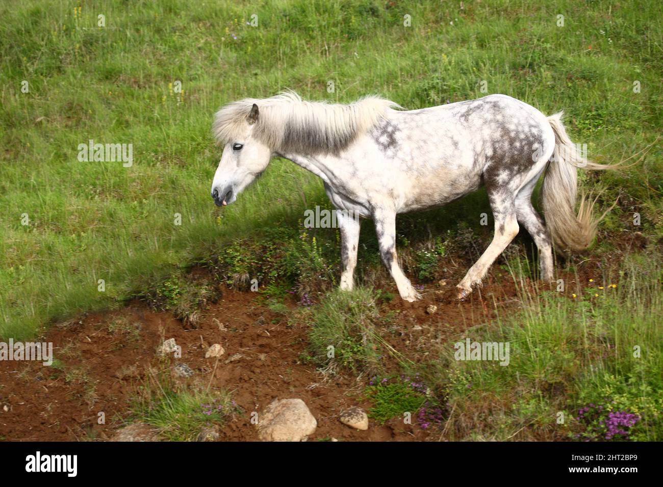 Islandpferd / Icelandic horse / Equus ferus caballus Stock Photo - Alamy
