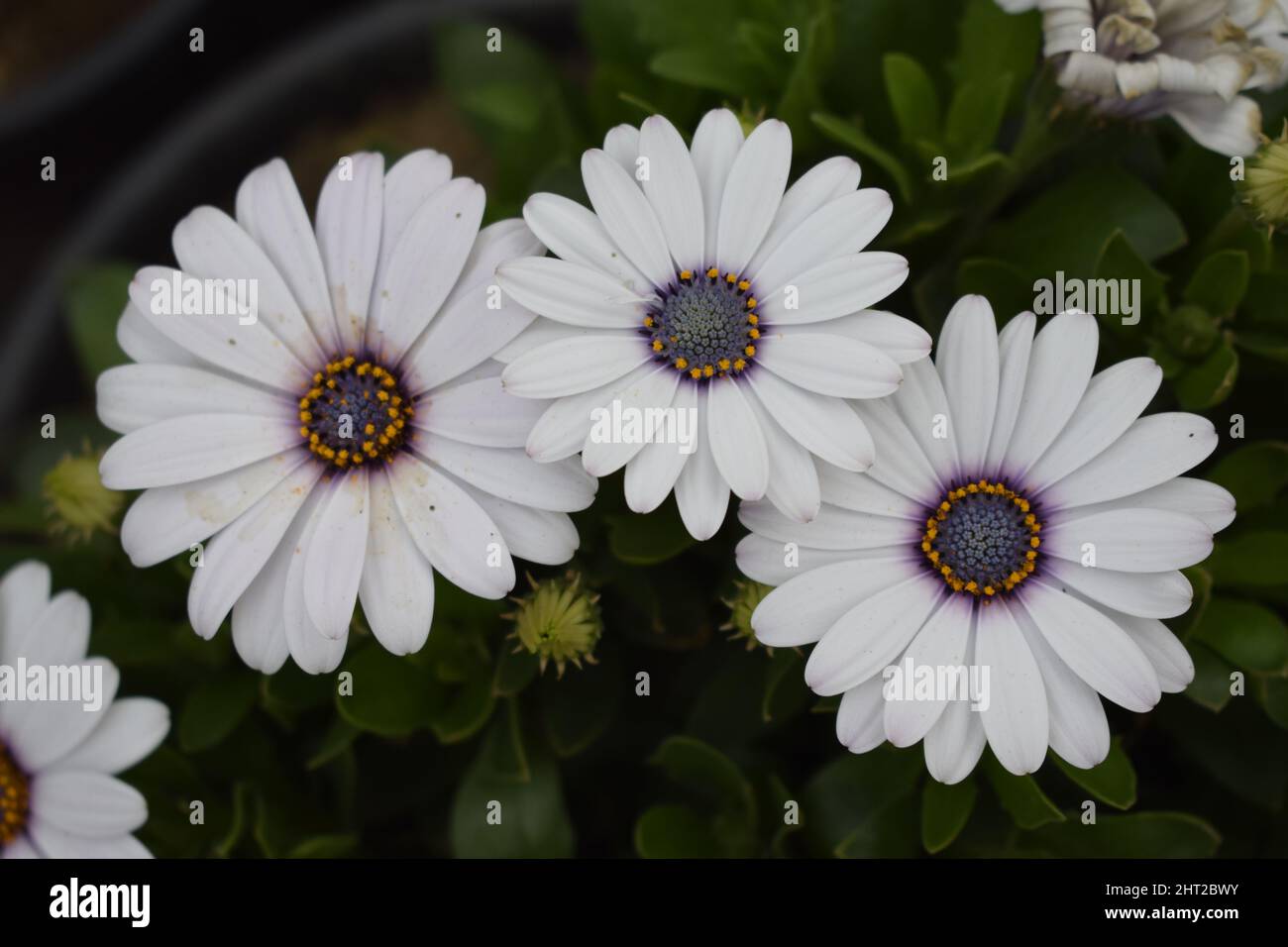 Top view of white Cape marguerite flowers with blurred background Stock ...
