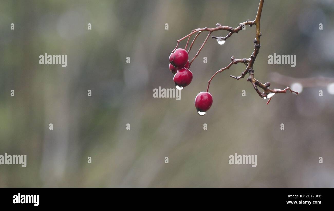 Red berry branches after rain Stock Photo - Alamy