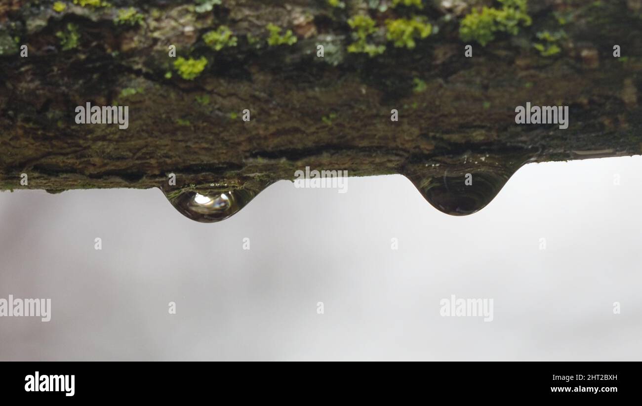 Tree branches after rain Stock Photo - Alamy