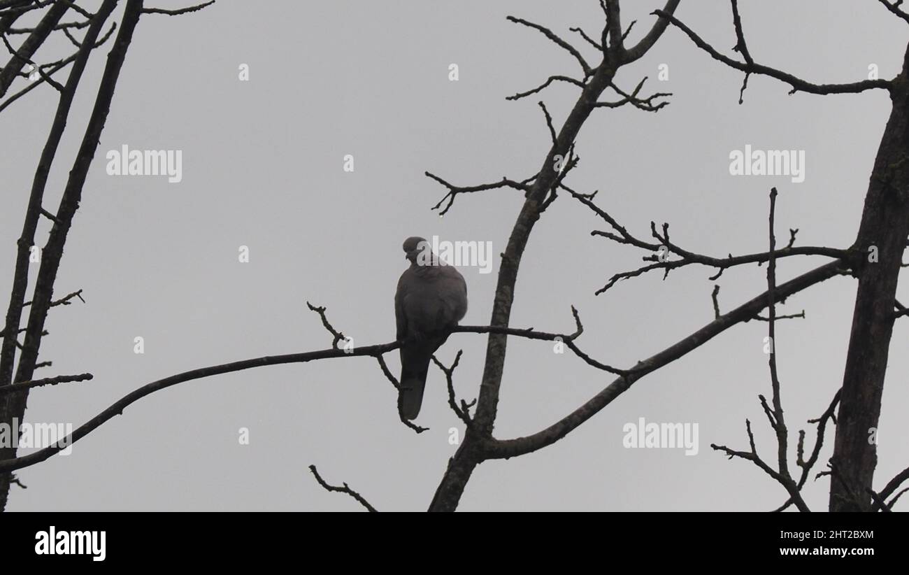 Pigeon perched on tree branch on a gloomy day Stock Photo - Alamy