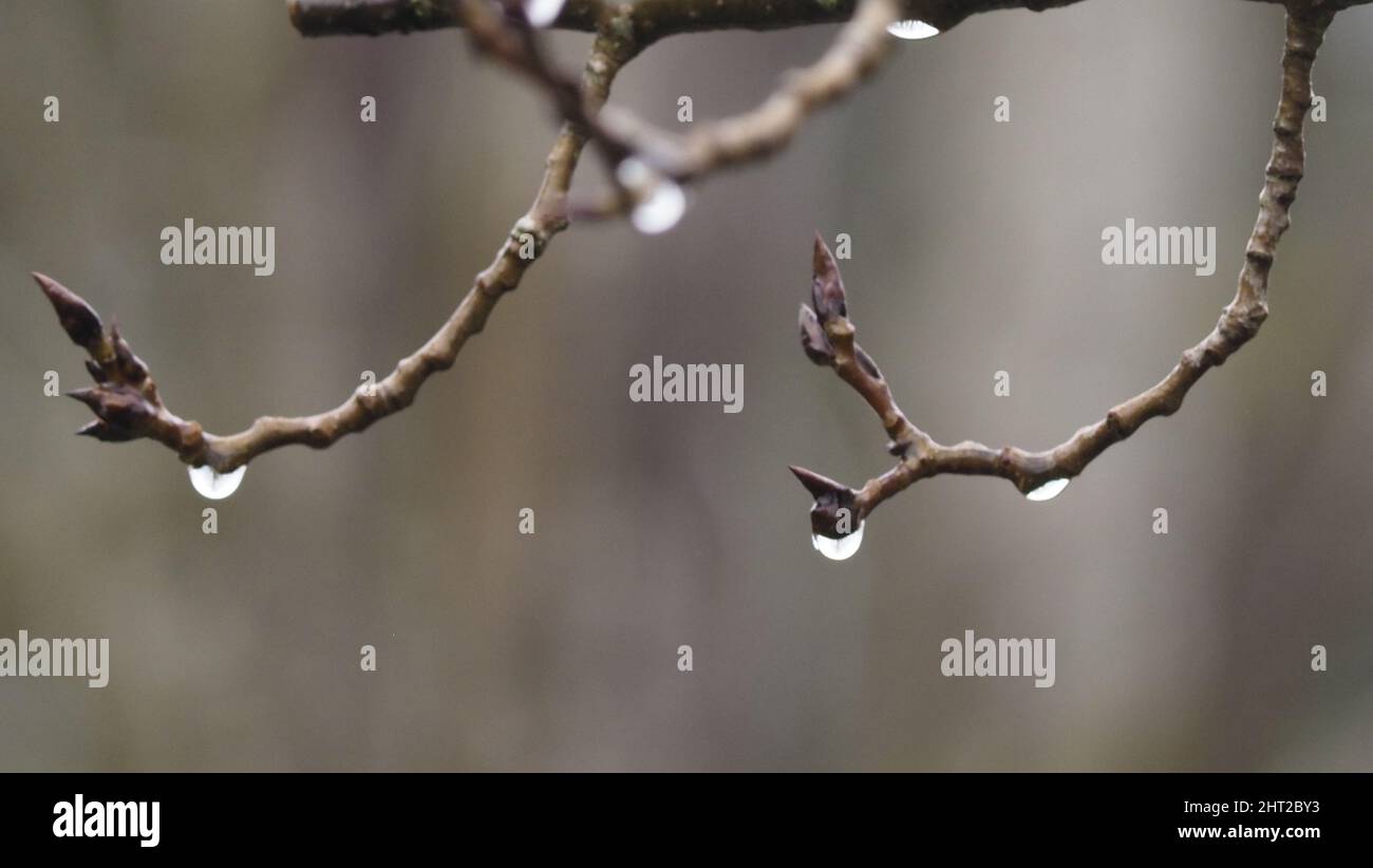 Tree branches after rain Stock Photo - Alamy