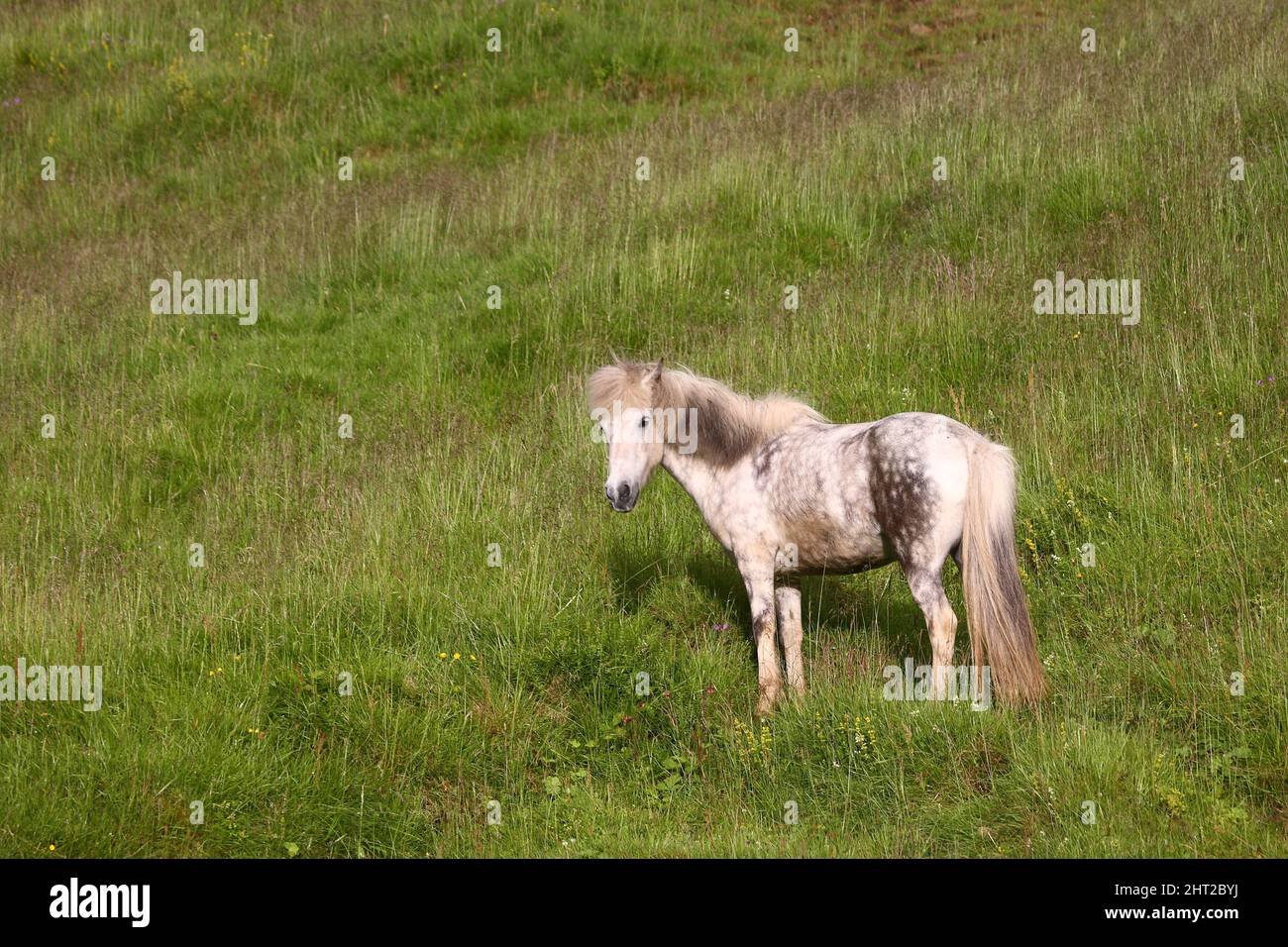 Islandpferd / Icelandic horse / Equus ferus caballus Stock Photo - Alamy
