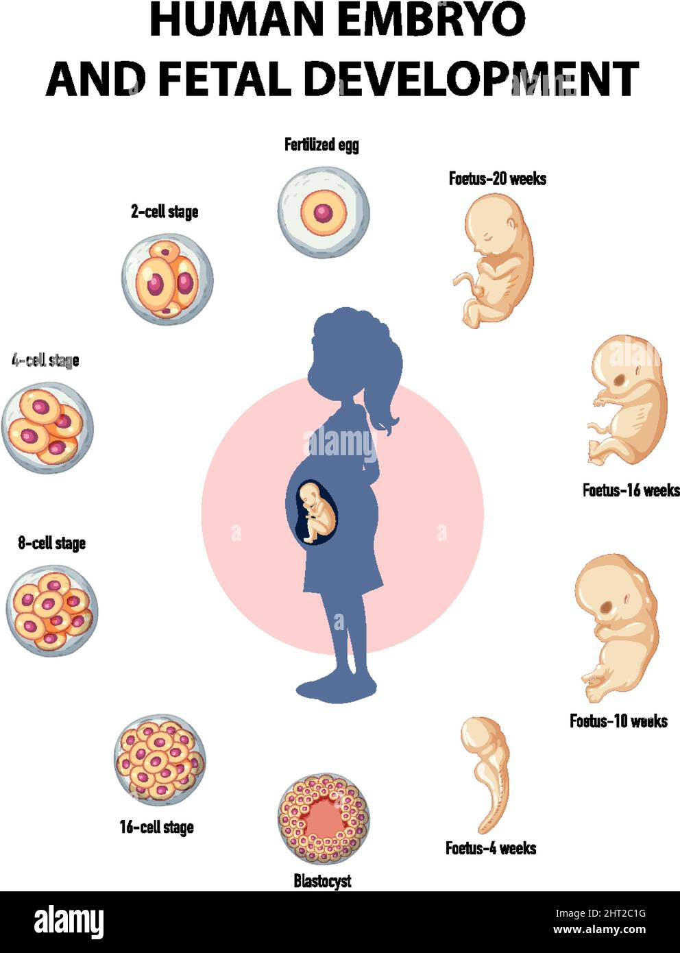Illustration Showing Stages Human Embryonic Development