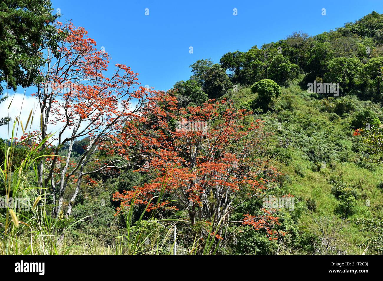 Green tropical forest, tree with red flowers, Panama Stock Photo - Alamy
