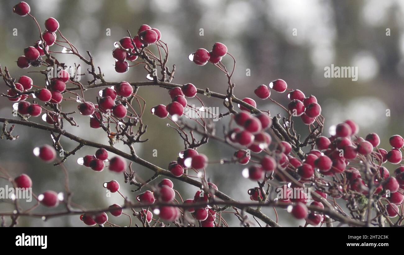 Red berry branches after rain Stock Photo - Alamy