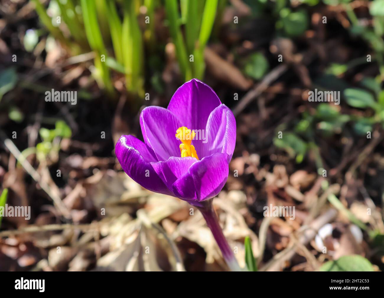 Purple crocus and yellow growing outside. View at magic blooming spring ...