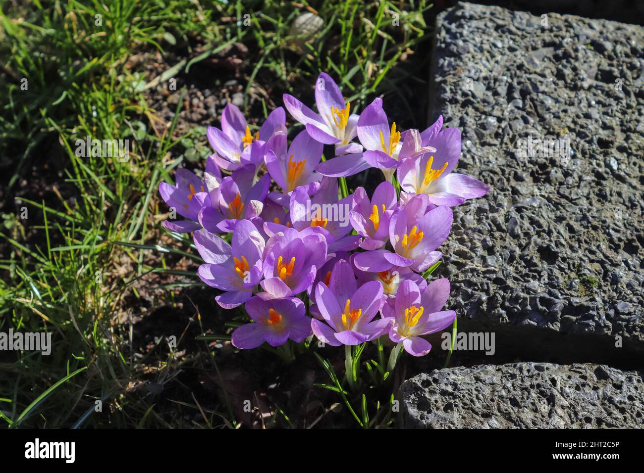 Purple crocus and yellow growing outside. View at magic blooming spring ...